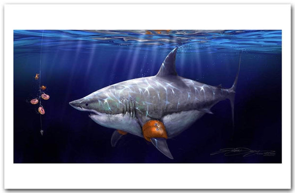 "Donut Shark" Shop by Design - Steve Diossy Marine Artist